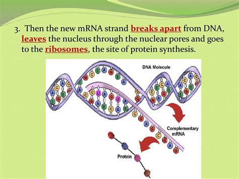 Ppt Dna Replication Rna Protein Synthesis Powerpoint Presentation Id2613261