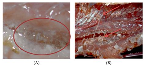 Free Raw Photo Processing Software Wpdelta