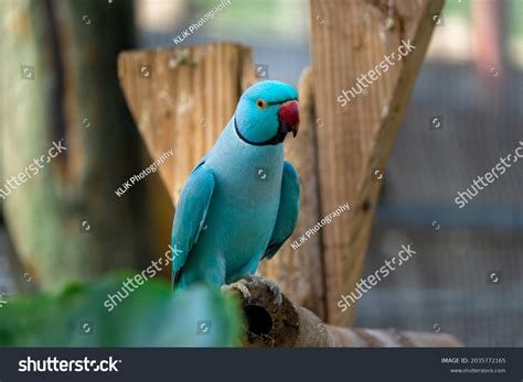 Blue Indian Ringneck