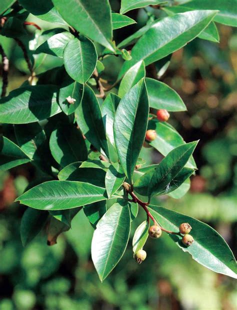 红果树 湖北竹溪中药资源