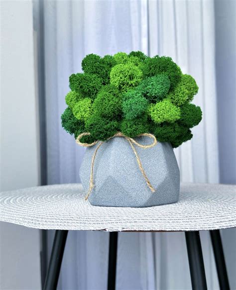 Стабілізований мох кашпо з мохом еко декор для дому мох 790 грн Кімнатні рослини Самбір