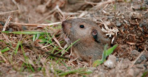 Whats The Difference Between A Gopher And A Mole Aai Blog