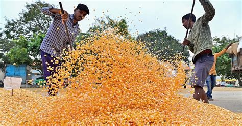 Agriculture Dept Subsidises Kharif Maize Hybrid Seeds For Farmers The