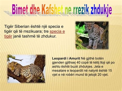 Bimet Dhe Kafshet Ne Rrezik Zhdukje Pptx