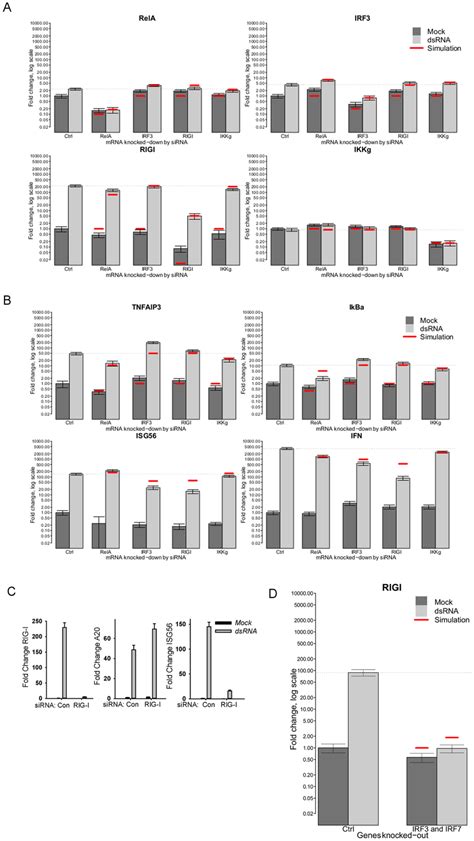 Model Validation Gene Knockdowns Using Sirna Specific To Target Genes