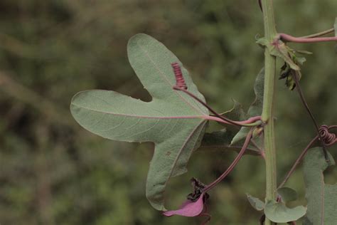 Passiflora Umbilicata From Carrasco Bolivia On January 17 2024 At 02