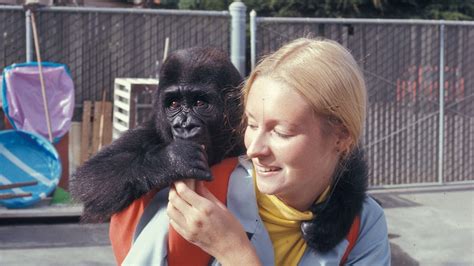Koko A Talking Gorilla Mubi