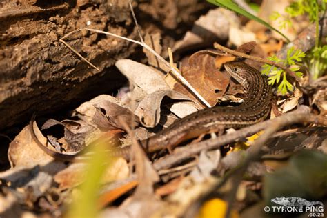 Trachylepis Homalocephala Red Sided Skink