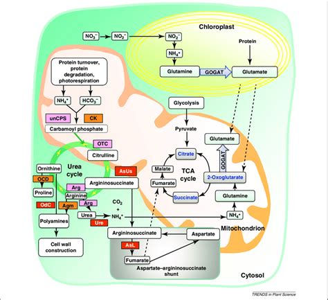 Metabolic Overview Showing The Links Between The Urea Cycle And Other Download Scientific