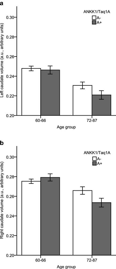 Mean Adjusted Left A And Right B Caudate Volume For The Younger Old Download Scientific