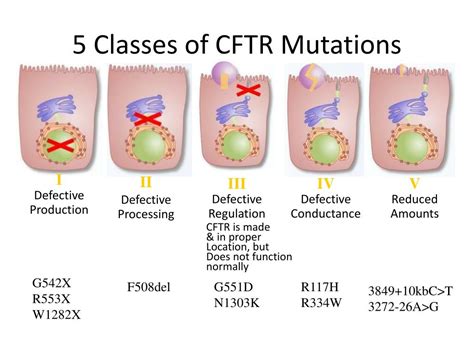 Ppt High Throughput Screening Speeding Up Cf Drug Discovery Powerpoint Presentation Id2314825