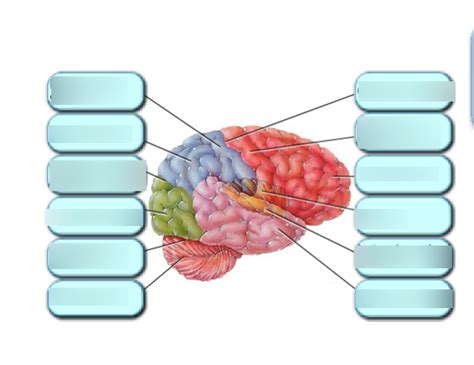 Lab Diagram Quizlet