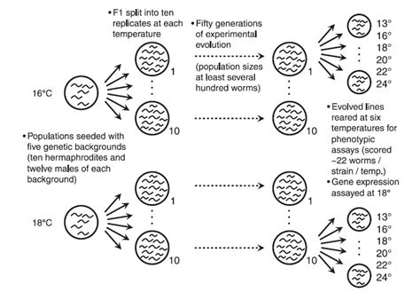 flexible sex determination science 2 0