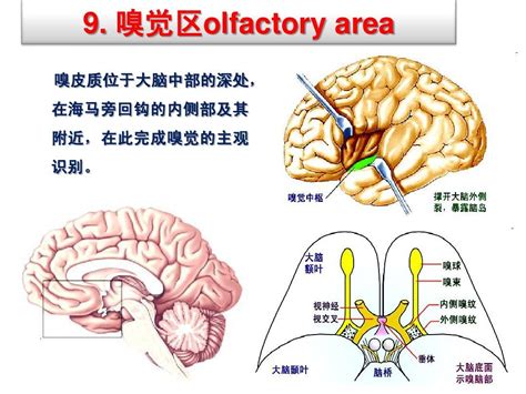第四讲大脑皮质构筑及功能分区word文档在线阅读与下载无忧文档
