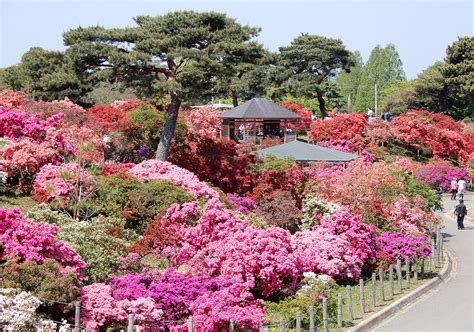 館林の里沼 SATO NUMA 里沼を巡る 躑躅ヶ岡 躑躅 つつじが岡公園