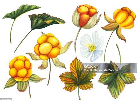 수채화 손으로 그린 오렌지 구름 베리 베리 세트 와 열매 나뭇잎 꽃 식물 숲 베리 그림 흰색 고립 된 배경 스티커 태그 및 인사말 카드 웹 페이지 청첩장 엽서의 자연