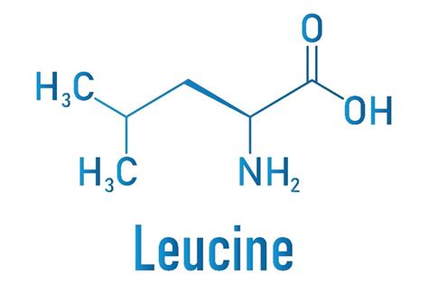 Leucine Definition Structure Benefits And Uses Boc Sciences