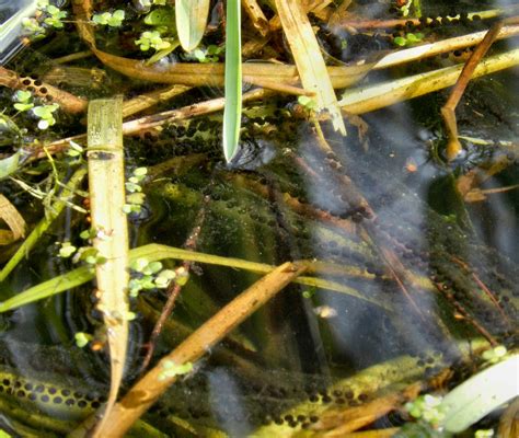 Toad Spawn ObsessedByNature