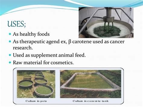 SCP Single Cell Protein Production PPTX