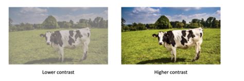 Lecture 2 Overview Of The Early Visual System Flashcards Quizlet