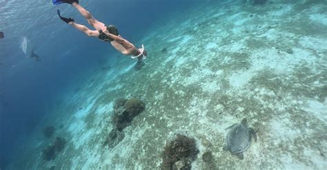 거북이 관찰 거북이와 함께 수영하다 그레이트 배리어 리프 다이버 상호작용 다이빙 모험 물고기 관찰 바다 거북 바다