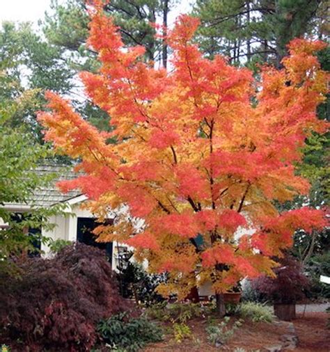 Китайский клён дерево (Фото галерея) - treepics.ru