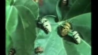 Chinese Sex Education Video Treatment Of Impotence And Prospermia Chinese Porn XXX