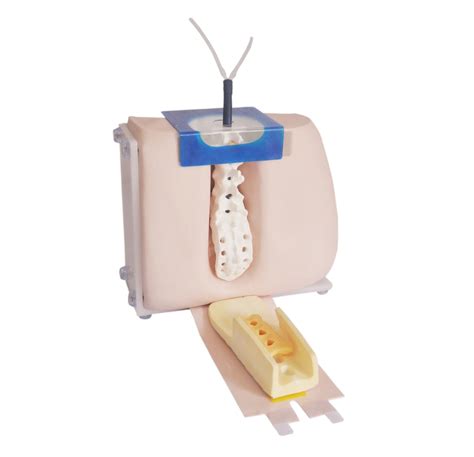 Купить Тренажер люмбальной пункции DM-CS6226 по выгодной цене с ...