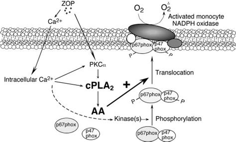 Proposed Model Of The Human Monocyte Signal Transduction Pathways Download Scientific Diagram