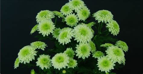 국내 최초 녹색 분화용 국화 코로나그린 개발