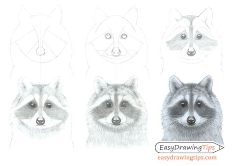 Raccoon Drawing Step By Step How To Draw A Raccoon Cartoon Youtube
