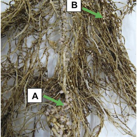 Root Nodules On A Main And B Lateral Roots Of Faba Bean Light Pink