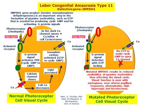 Leber Congenital Amaurosis Hereditary Ocular Diseases