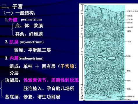 19 女性生殖word文档在线阅读与下载无忧文档