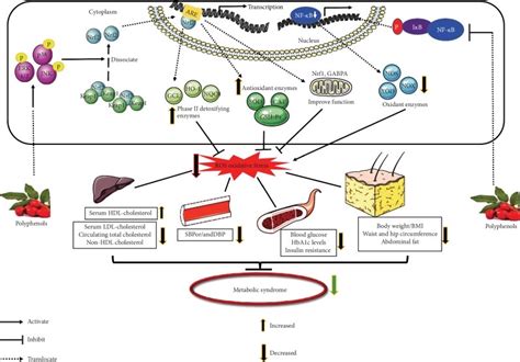 Practical Pearls Polyphenols Protective Effects National Lipid Association Online