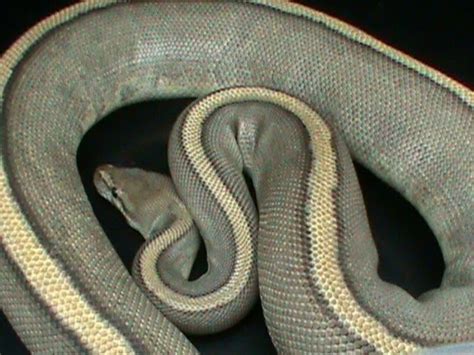Genetic Stripe Green Ghost Python Regius