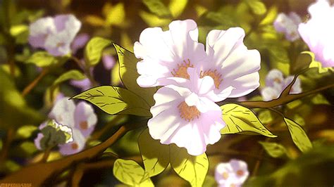 Flower S Images Best Animations