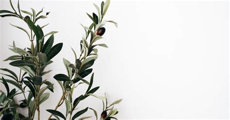 4k 바탕화면 가지 고요한 교활한 깨끗한 단순한 디자인 멋진 바탕화면 모바일 바탕화면 무료 바탕화면 미니멀리스트 미니멀리스트 인테리어 미니멀리즘 바탕