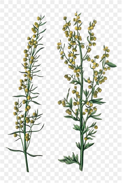 Mugwort Images Free Photos Png Stickers Wallpapers And Backgrounds