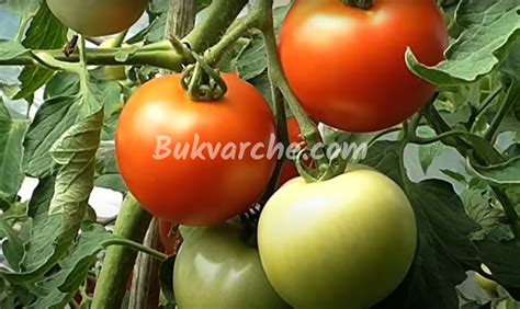 Природни средства за пръскане на доматите срещу болести