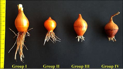 Effect Of Fa Exposure On Germination Parameters Group I Control