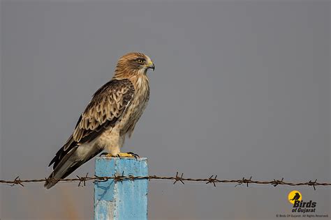 Booted Eagle Hieraaetus Pennatus Birds Of Gujarat