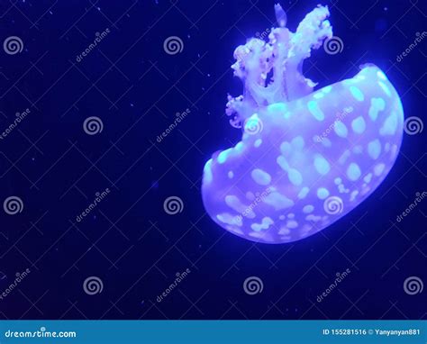 Vida Subacu Tica En Medusas Del Oc Ano Con El Fondo Azul Foto De Archivo Imagen De Medusa