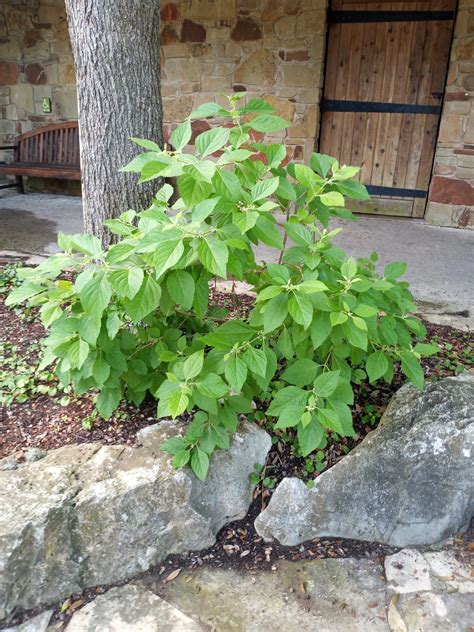Callicarpa Americana Lactea