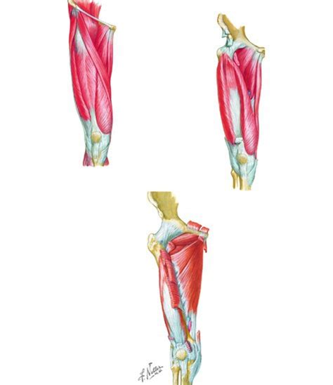Muscles Of The Thigh And Gluteal Region Anterior And Medial Compartments