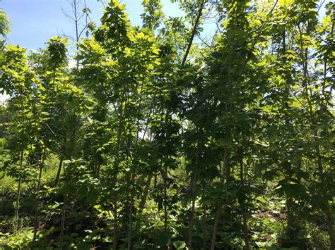 Temples Upright Sugar Maple 🍁 — Corn Hill Nursery