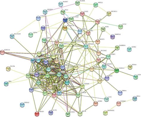 A Deg Ppi Network Constructed Using The String Database Download