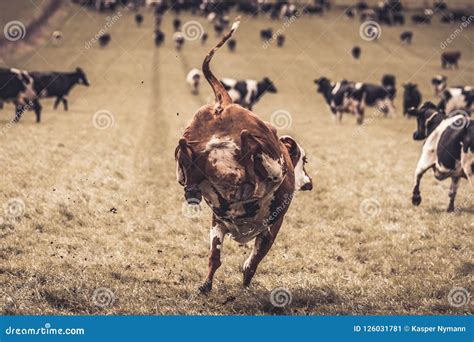 Wild Hereford Cow Jumping And Kicking Stock Image Image Of Jump
