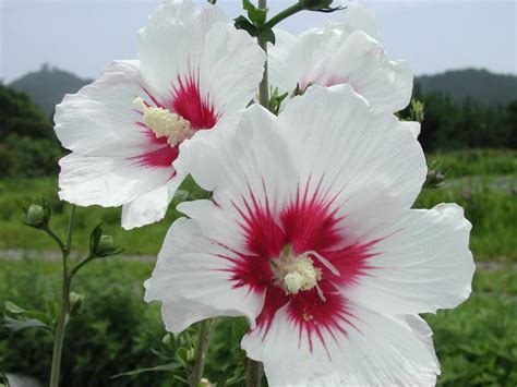 [플가] 무궁화 원화 Hibiscus Syriacus Wonhwa