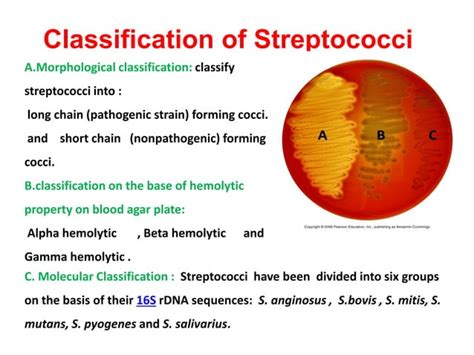 Streptococcus Pdf